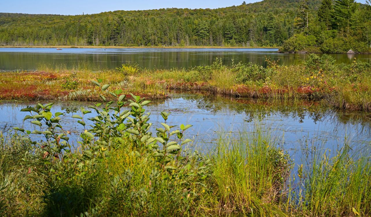 Les milieux humides, de précieux alliés à découvrir - Blogue #AccentLocal